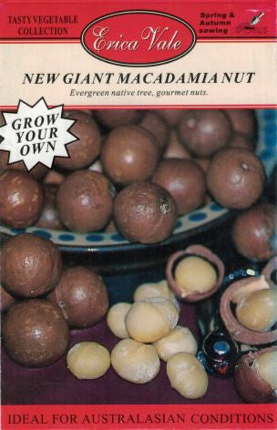 Giant Macadamia Nut – Buy Seeds Online