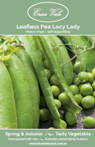 Leafless Pea Lacy Lady – Buy Seeds Online