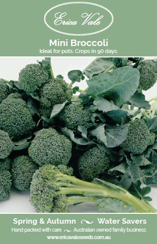 Mini Broccoli – Buy Seeds Online